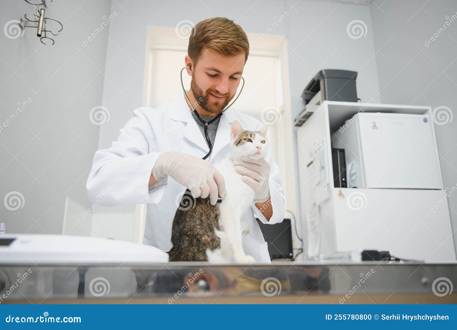 Cat Visiting Vet for Regular Checkup Stock Photo - Image of baby ...