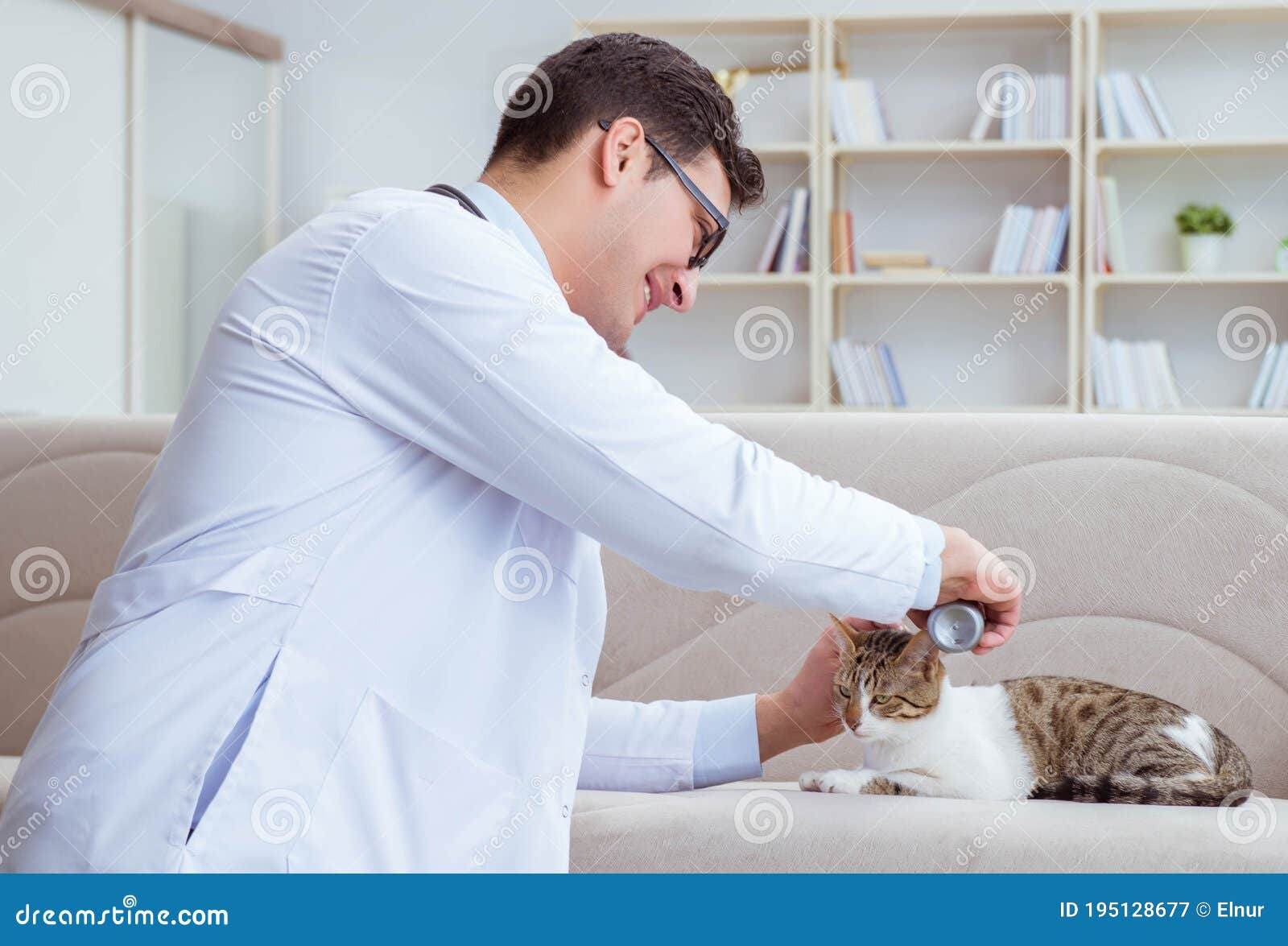 Cat Visiting Vet for Regular Checkup Stock Image - Image of domestic ...