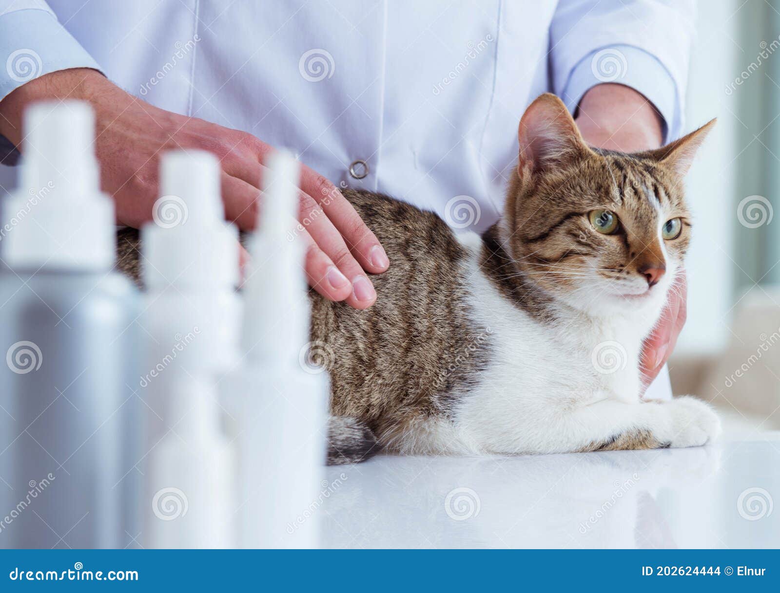 Cat Visiting Vet for Regular Checkup Stock Photo - Image of healthcare ...