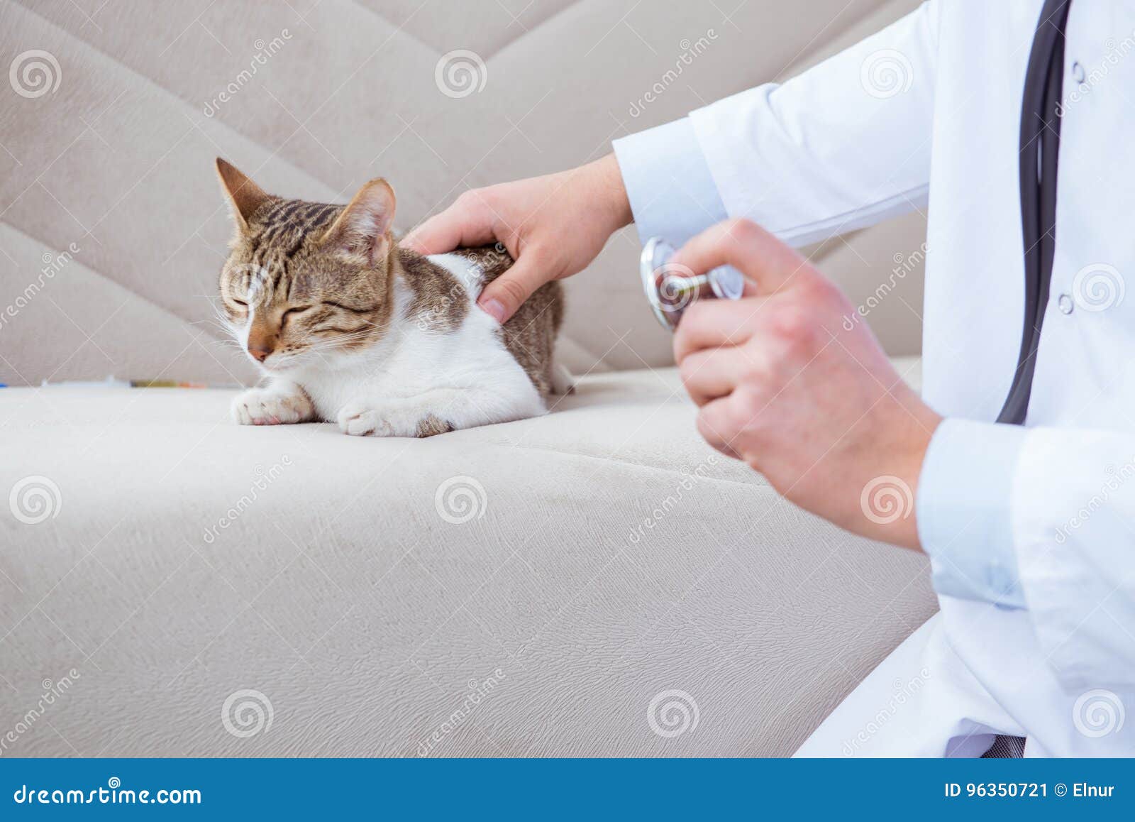 Cat Visiting Vet for Regular Checkup Stock Image - Image of medicine ...