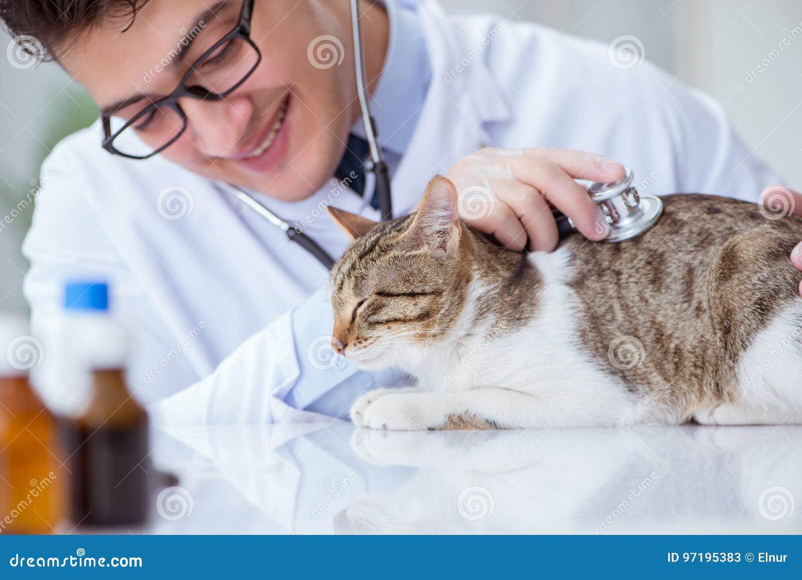 Cat Visiting Vet for Regular Checkup Stock Image - Image of hospital ...