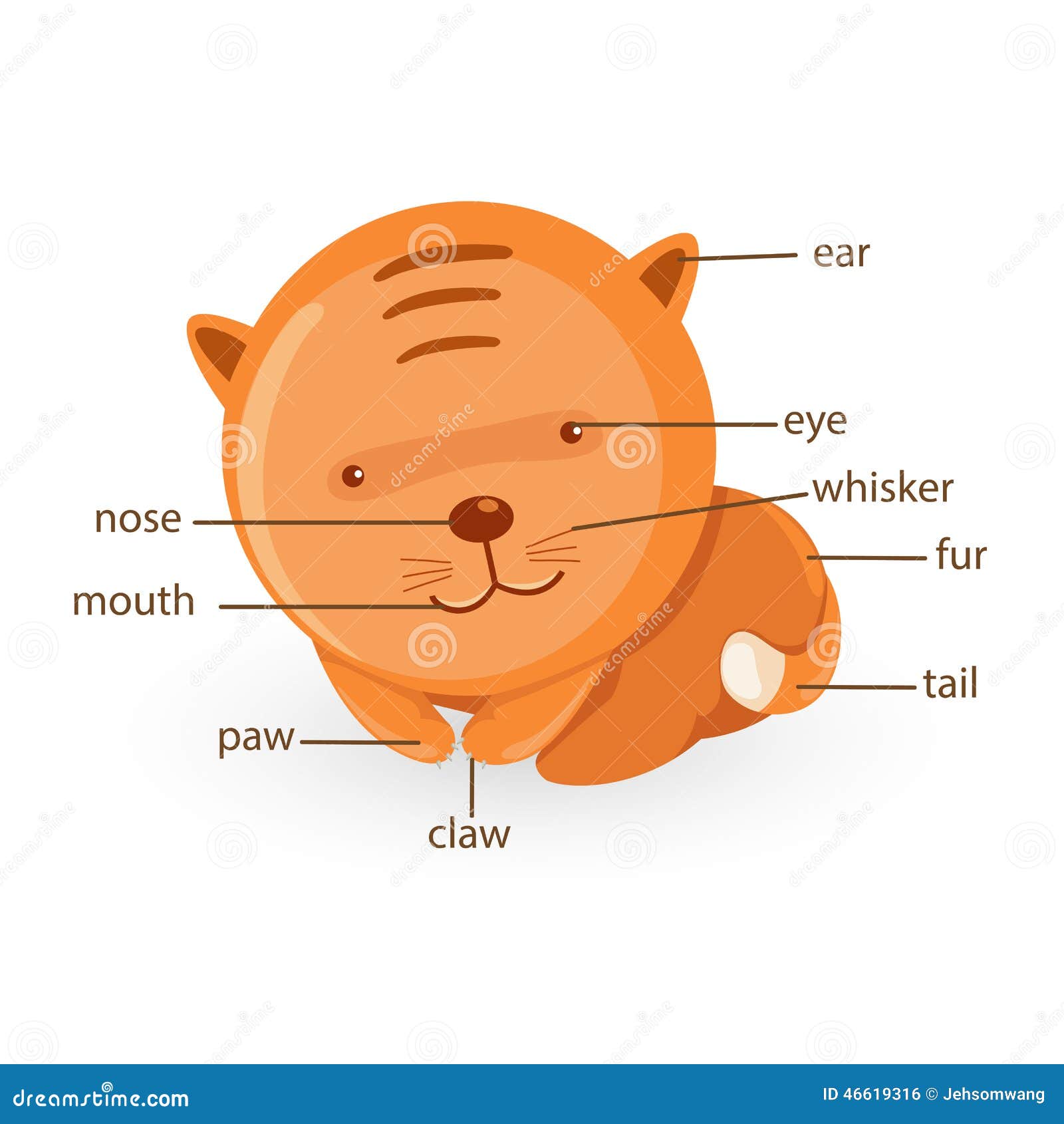 Cat Vocabulary Part of Body Stock Vector - Illustration of english ...