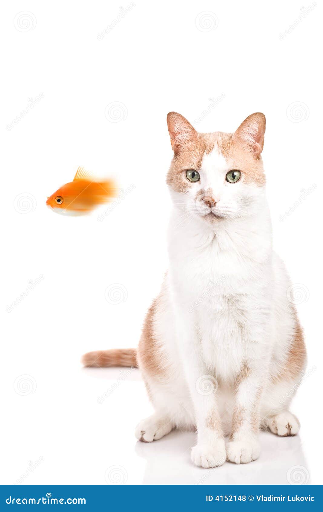 Cat vs Fish stock photo. Image of cute, dinner, golden - 4152148