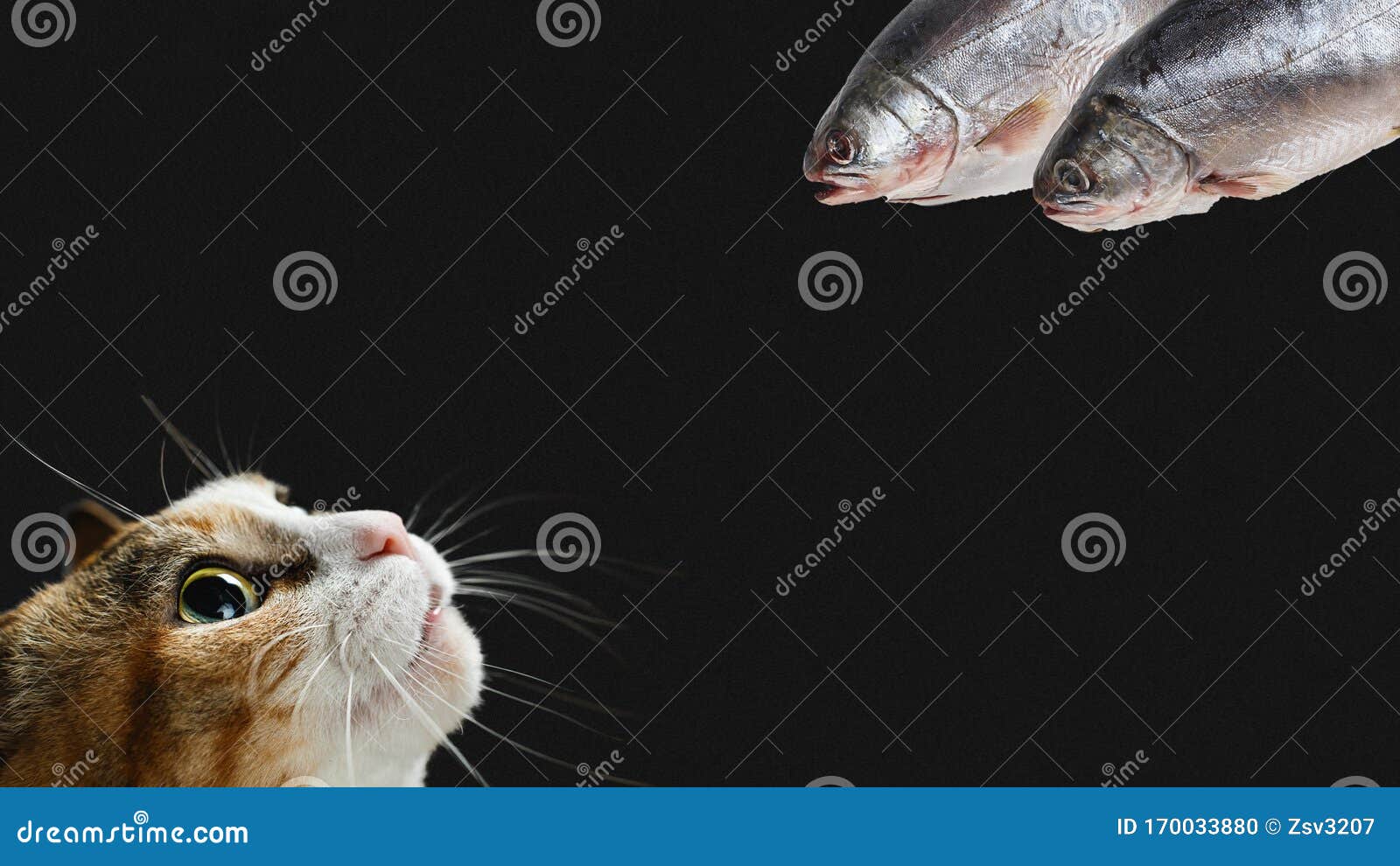 Cat Vs Fish on Black Background. Copy Space Stock Photo - Image of ...