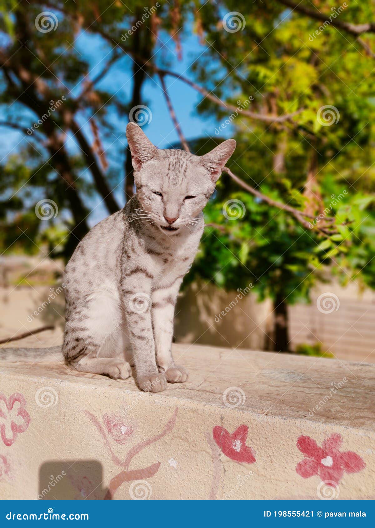 Cat wack up stock image. Image of wildcat, whiskers - 198555421