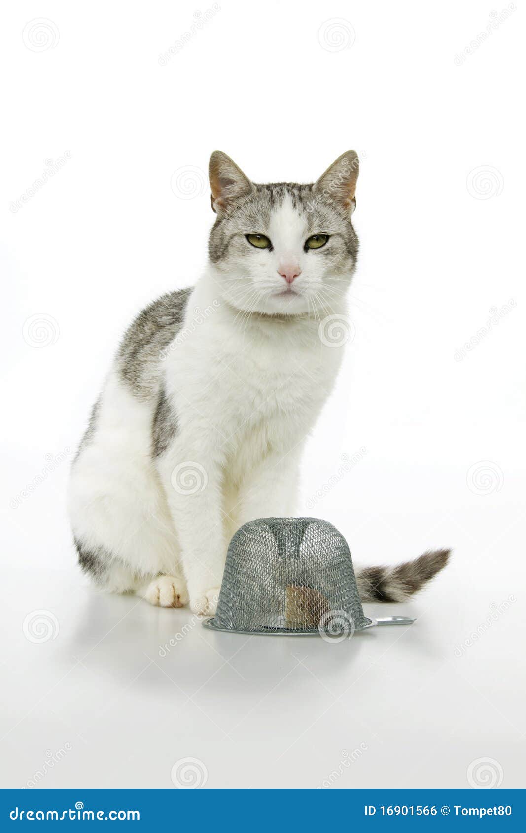 Cat wait on mouse. stock photo. Image of feline, danger - 16901566