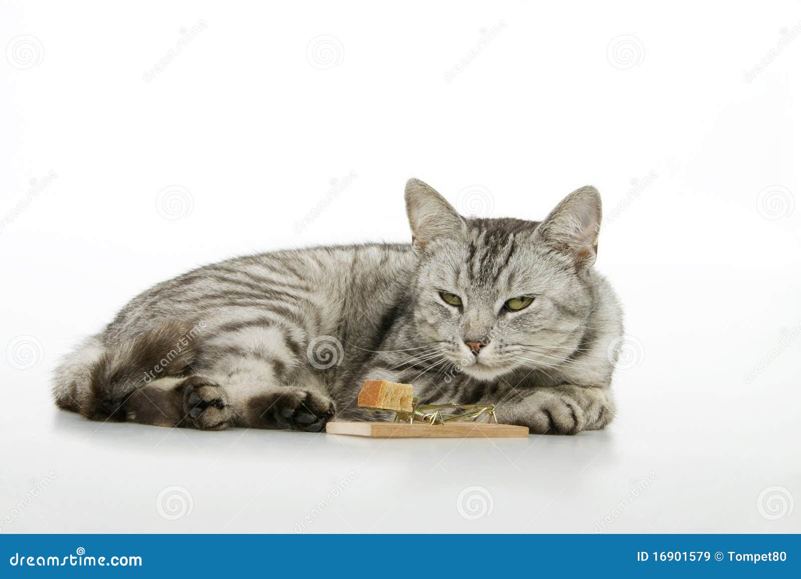 Cat wait on mouse. stock image. Image of mouse, grey - 16901579