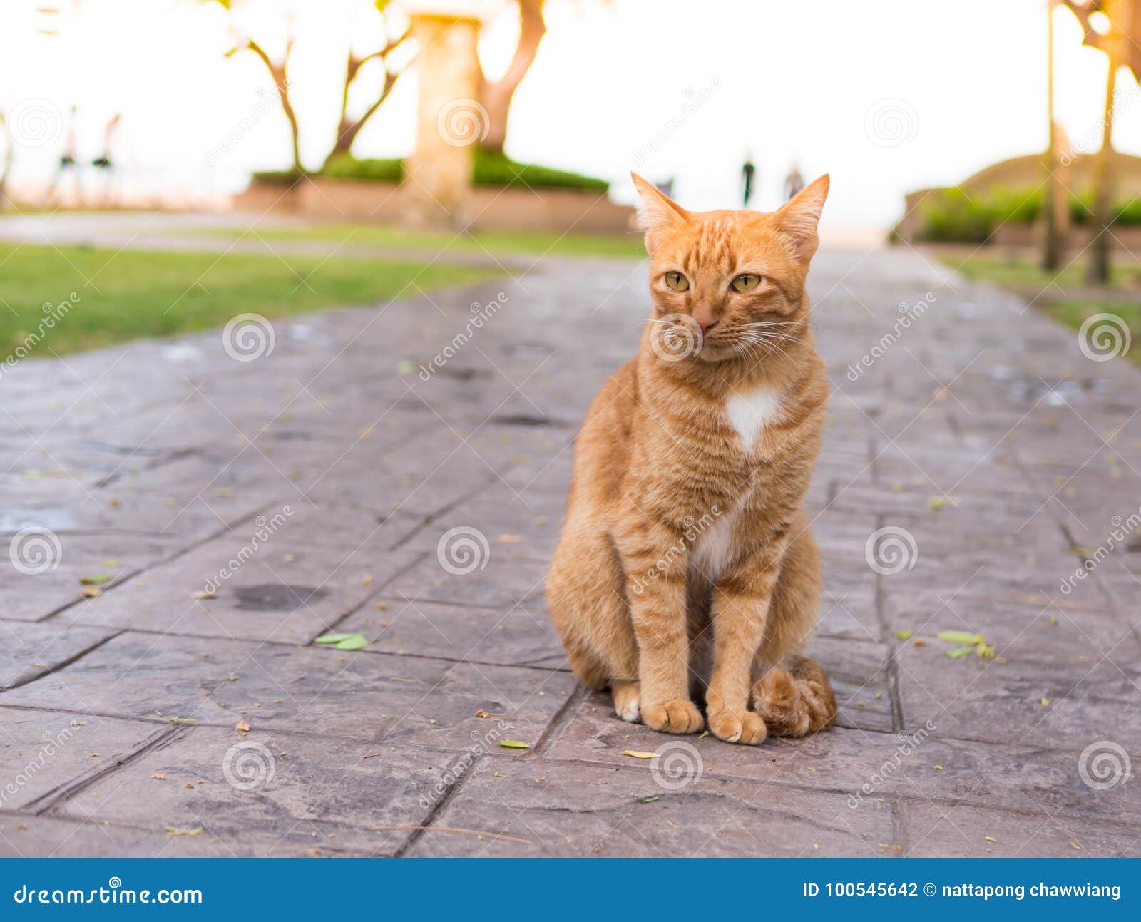 Cat wait for the owner stock photo. Image of daytime - 100545642