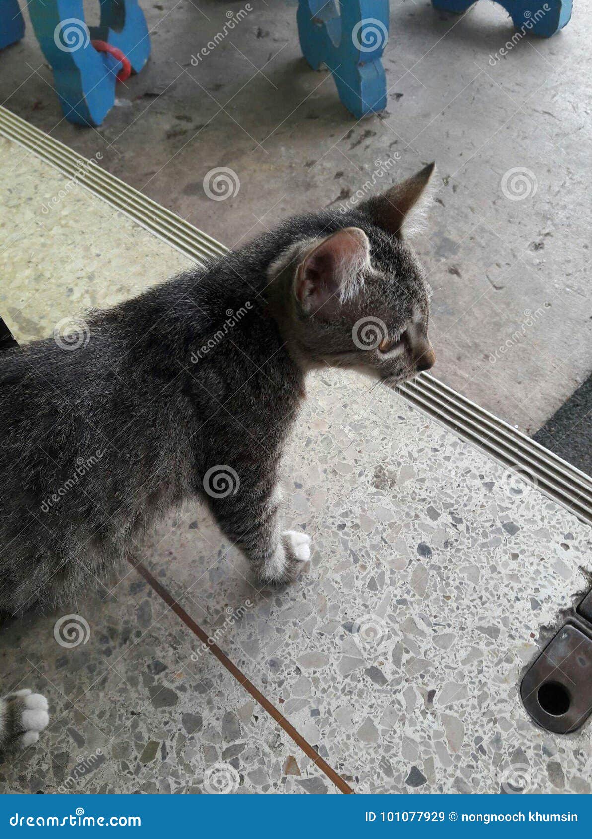 Cat stock image. Image of cutecat, lovely, cute, wait - 101077929