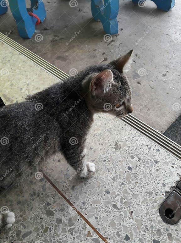 Cat stock image. Image of cutecat, lovely, cute, wait - 101077929