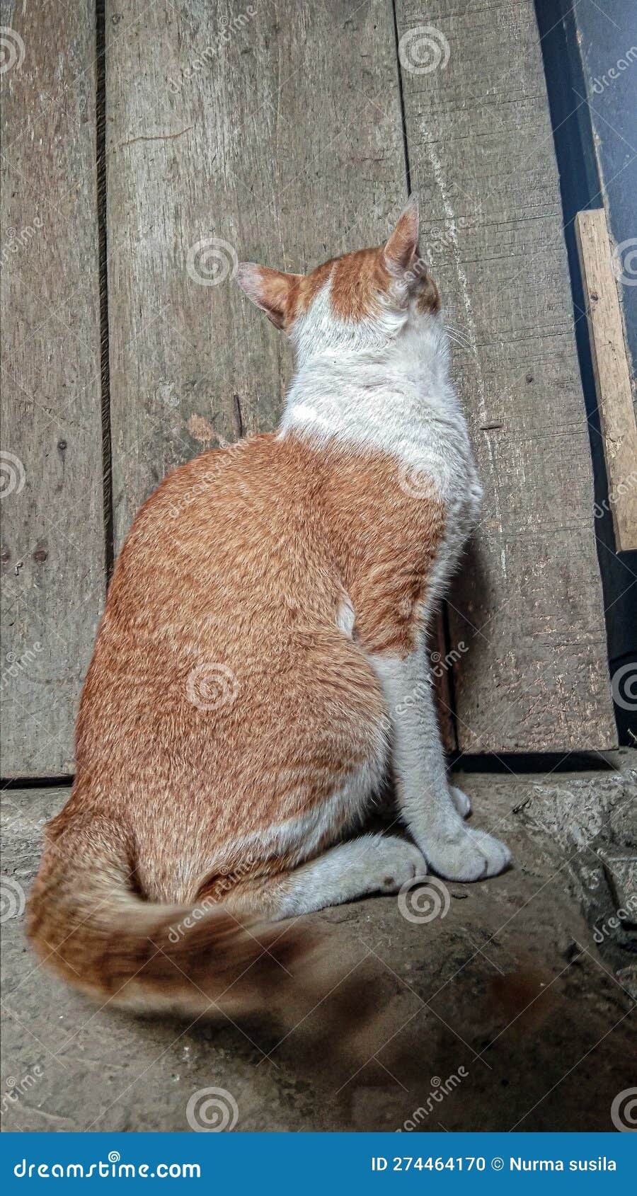 The cat are waiting stock photo. Image of waiting, mammal - 274464170