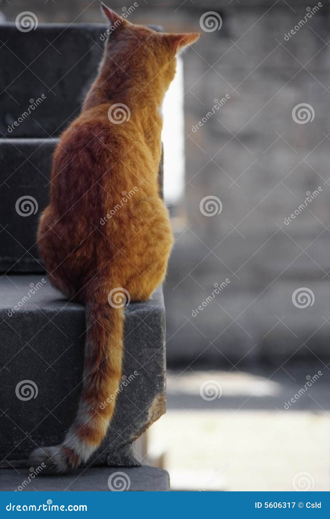 Cat waiting stock image. Image of carnivorous, russet - 5606317