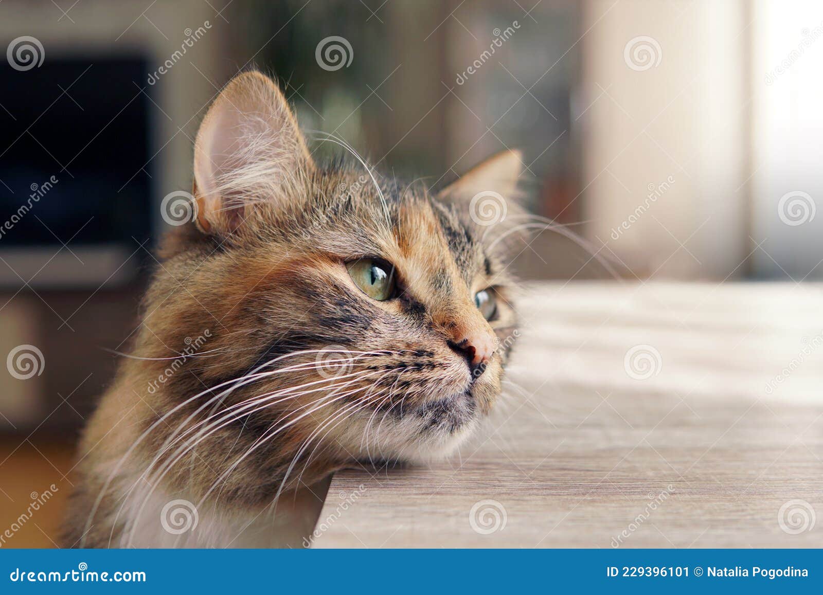 The Cat is Waiting for Lunch. Feeding Cats and Pets Stock Image - Image ...