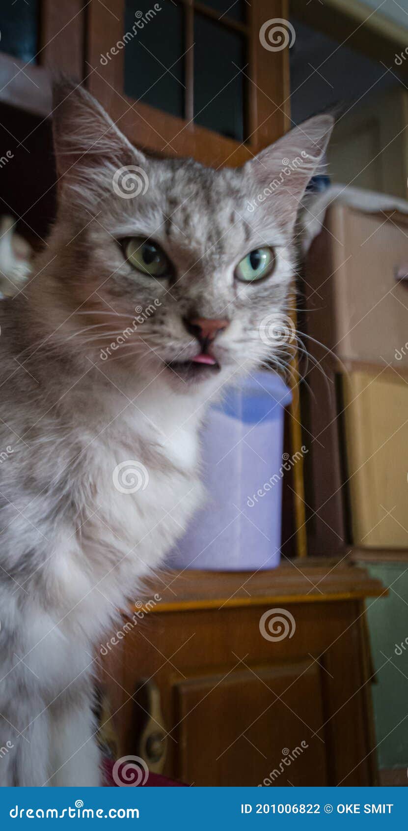 A cat waiting for a mouse stock photo. Image of waiting - 201006822