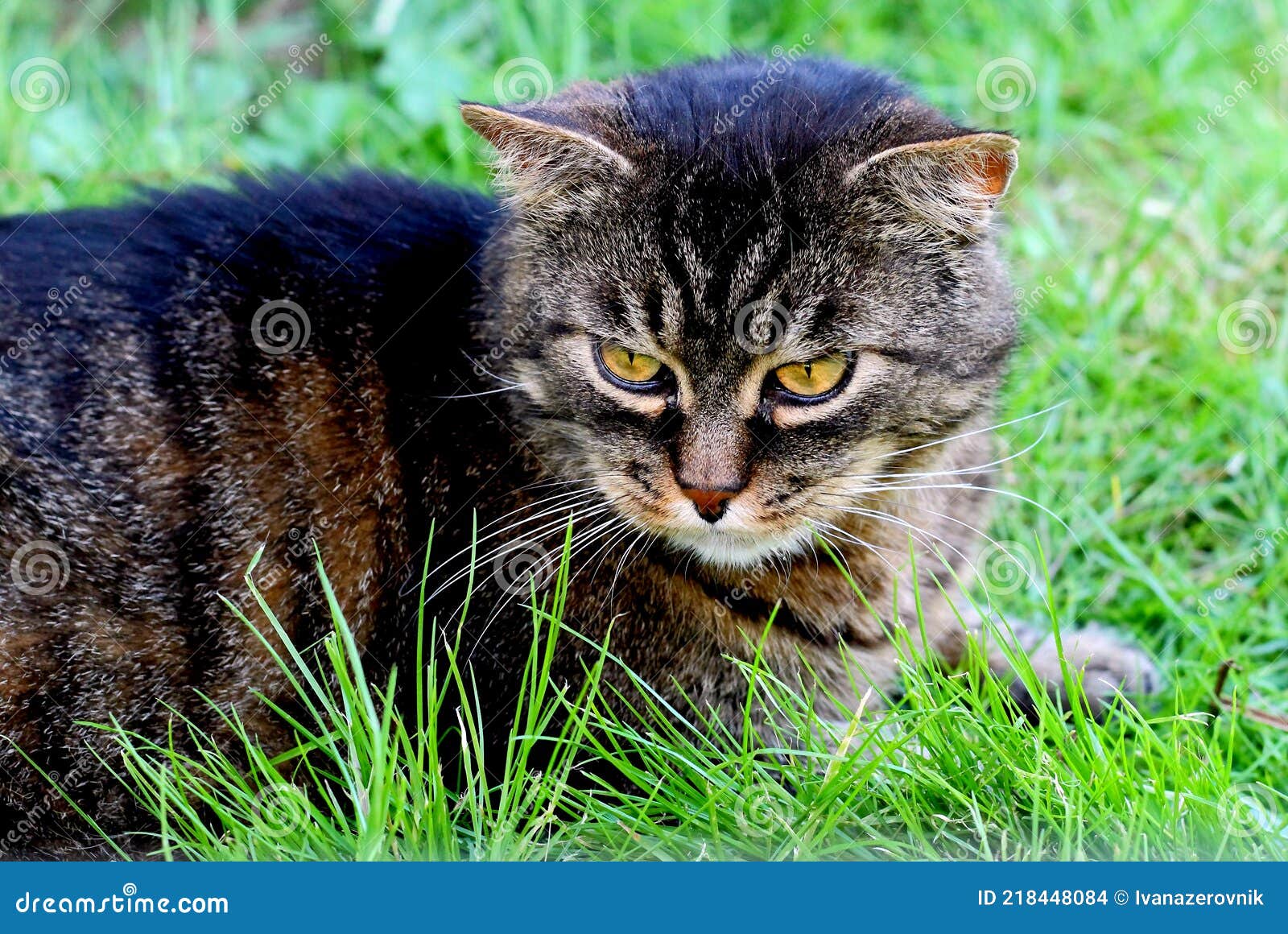 Cat is waiting for a mouse stock photo. Image of waiting - 218448084