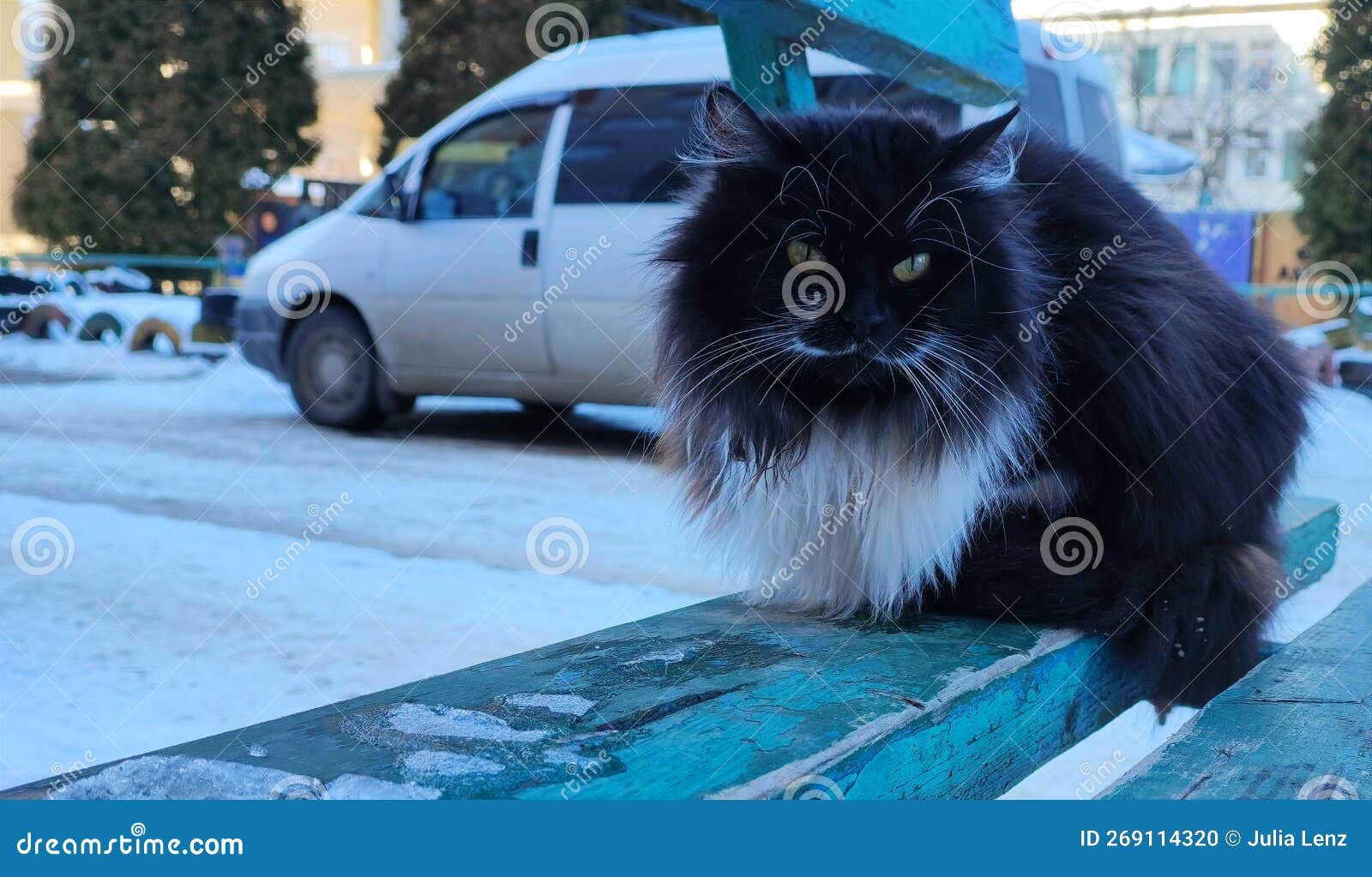 Cat, Waiting for the Owner. it Was Warmer To Wait on the Bench Stock ...