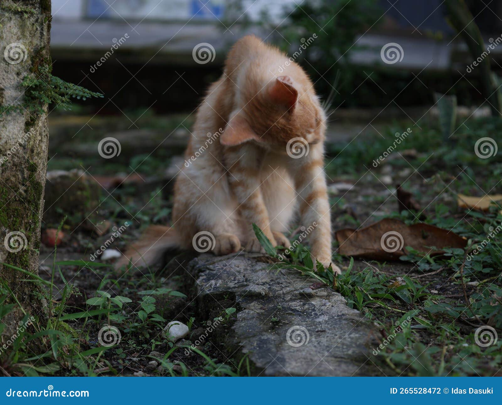This Cat is Waiting To Be Fed Stock Photo - Image of primate, whiskers ...
