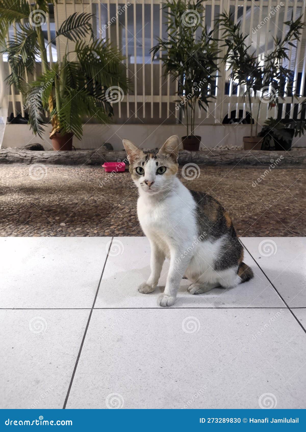 A Cat Waiting To Be Fed in an Office Stock Photo - Image of pets, cute ...