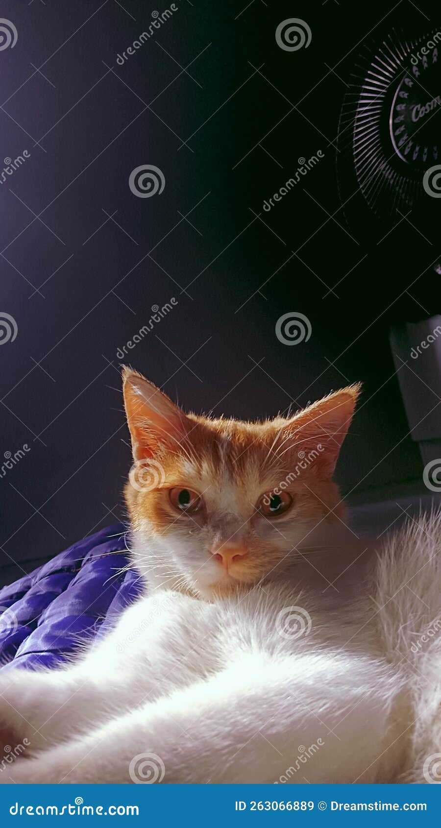 Cat after Wake Up stock image. Image of wake, orange - 263066889