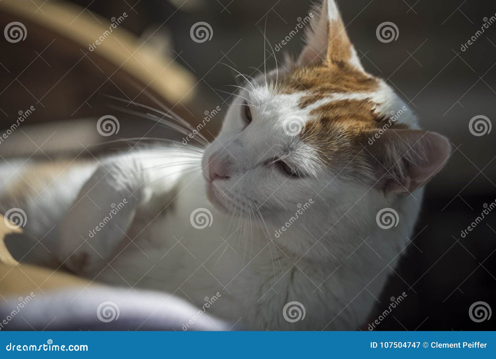 Cat waking up stock image. Image of adult, shot, animals - 107504747