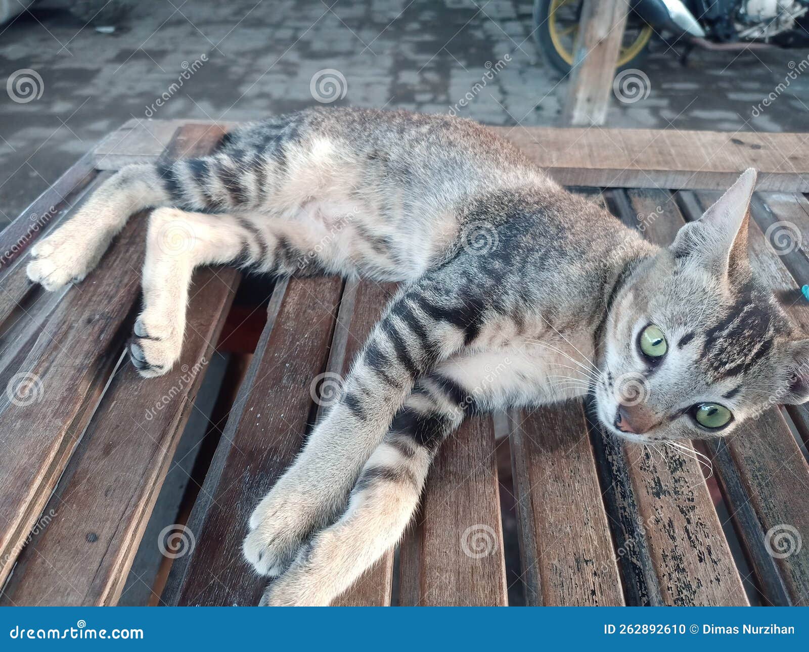 Cat Waking Up from Its Naps Stock Photo - Image of waking, naps: 262892610