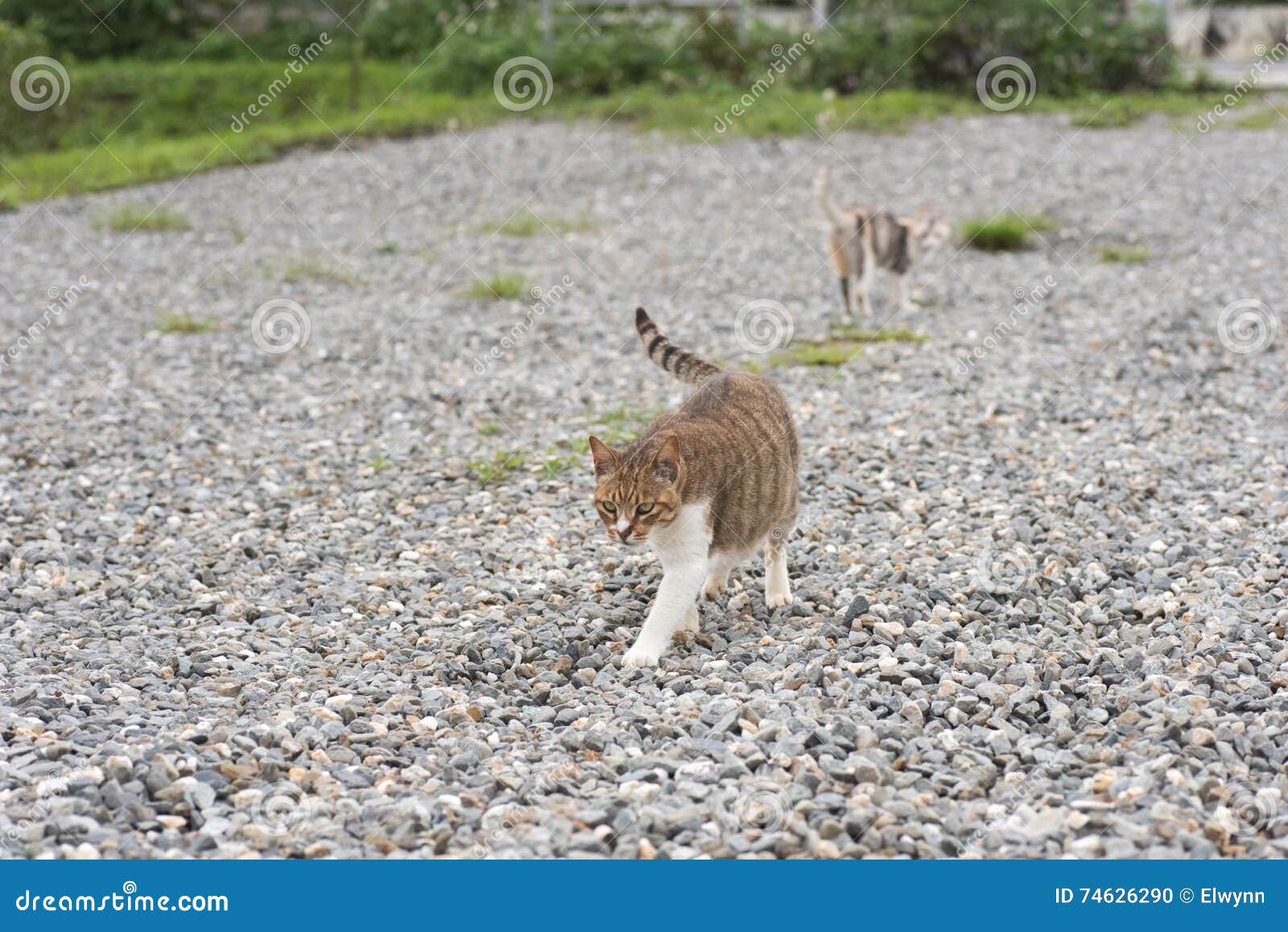 Cat walk stock photo. Image of outdoor, kitten, funny - 74626290