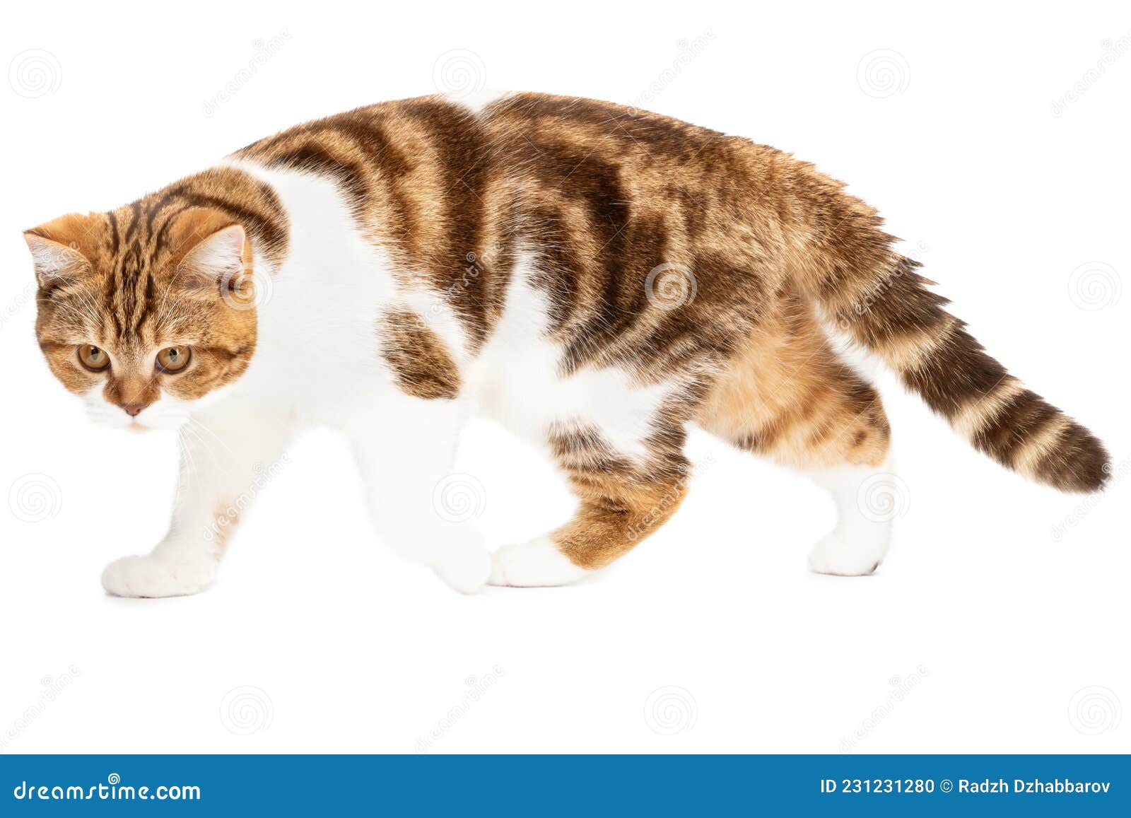 Cat Walk Side View Isolated on White. Beautiful Cat Red Marble Color ...
