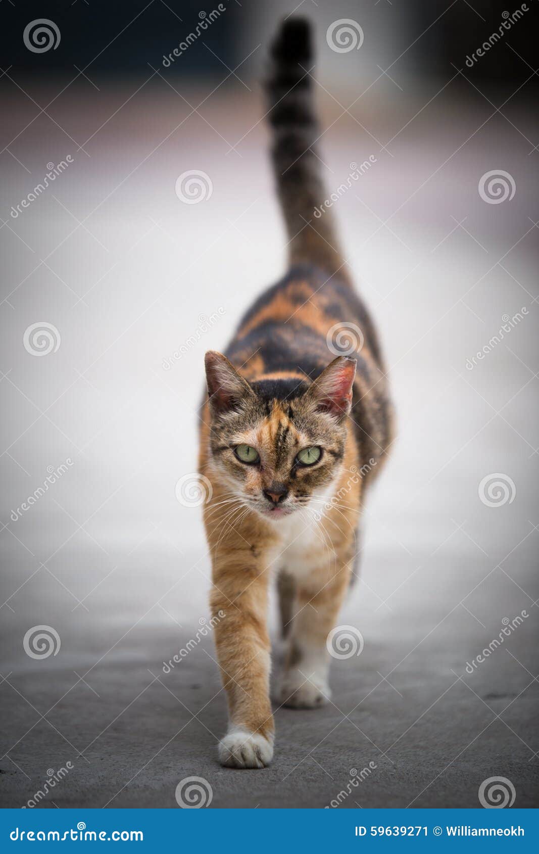 Cat Walk stock image. Image of kitten, animal, street - 59639271
