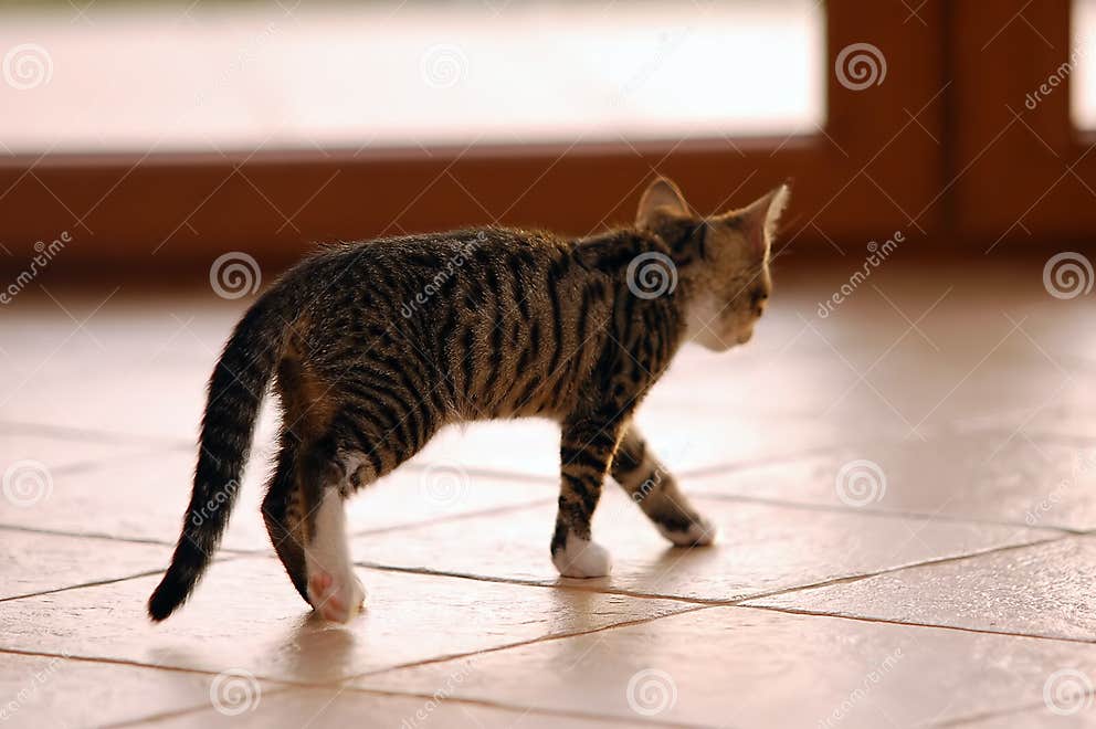 Cat walking stock image. Image of animal, furry, cute - 5236349