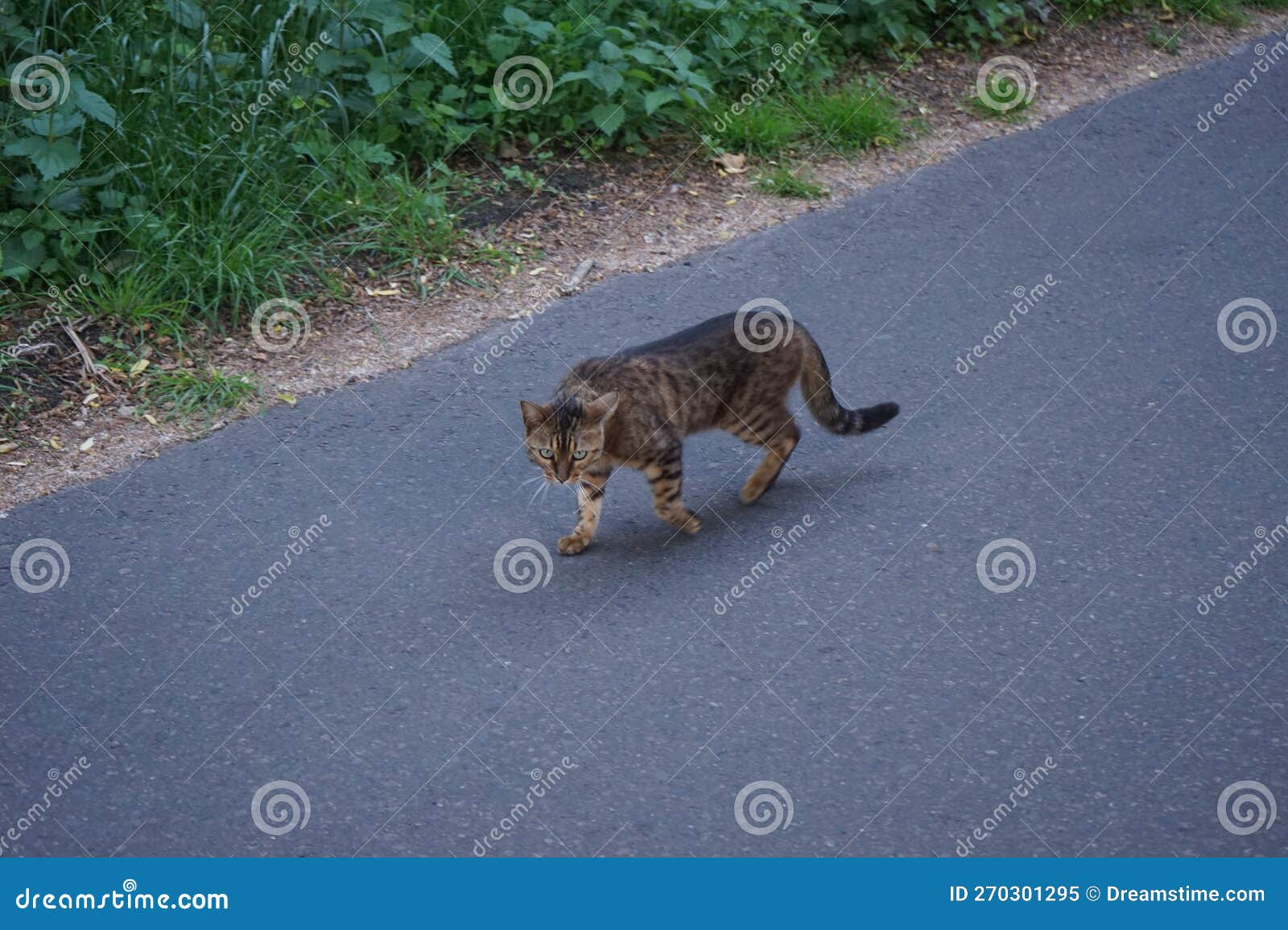 The Cat is Walking Along the Asphalt Road. Berlin, Germany Stock Image ...