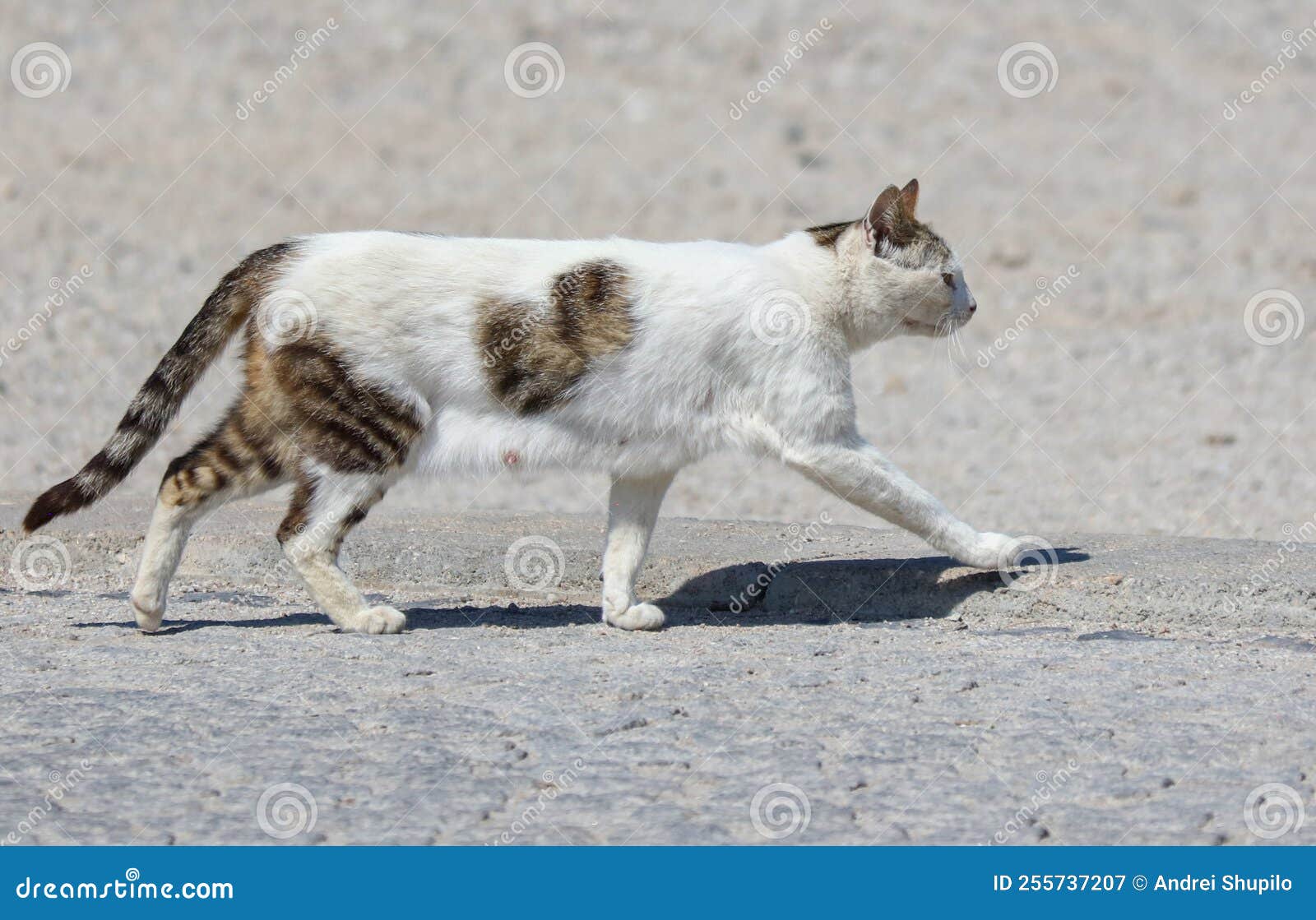 The Cat is Walking Along the Road Stock Image - Image of adorable ...