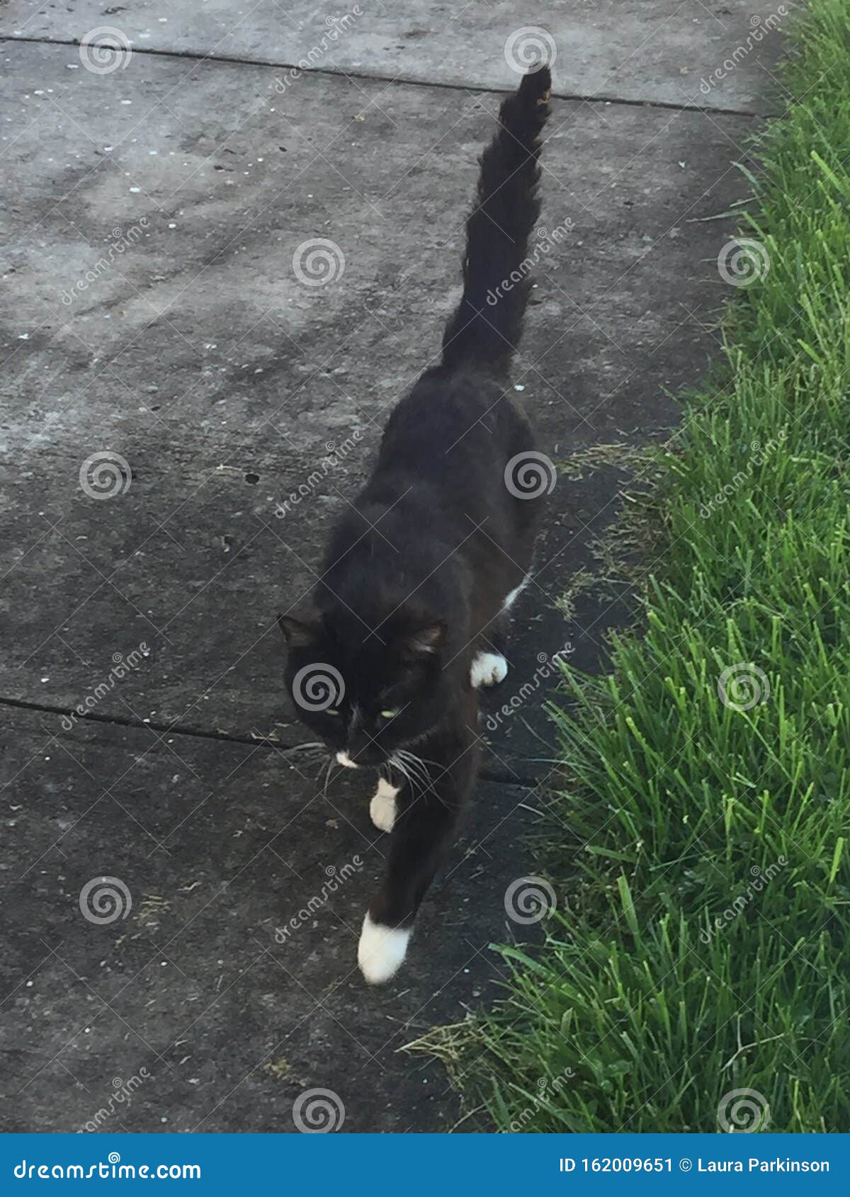 Strolling cat stock image. Image of strolling, sidewalk - 162009651