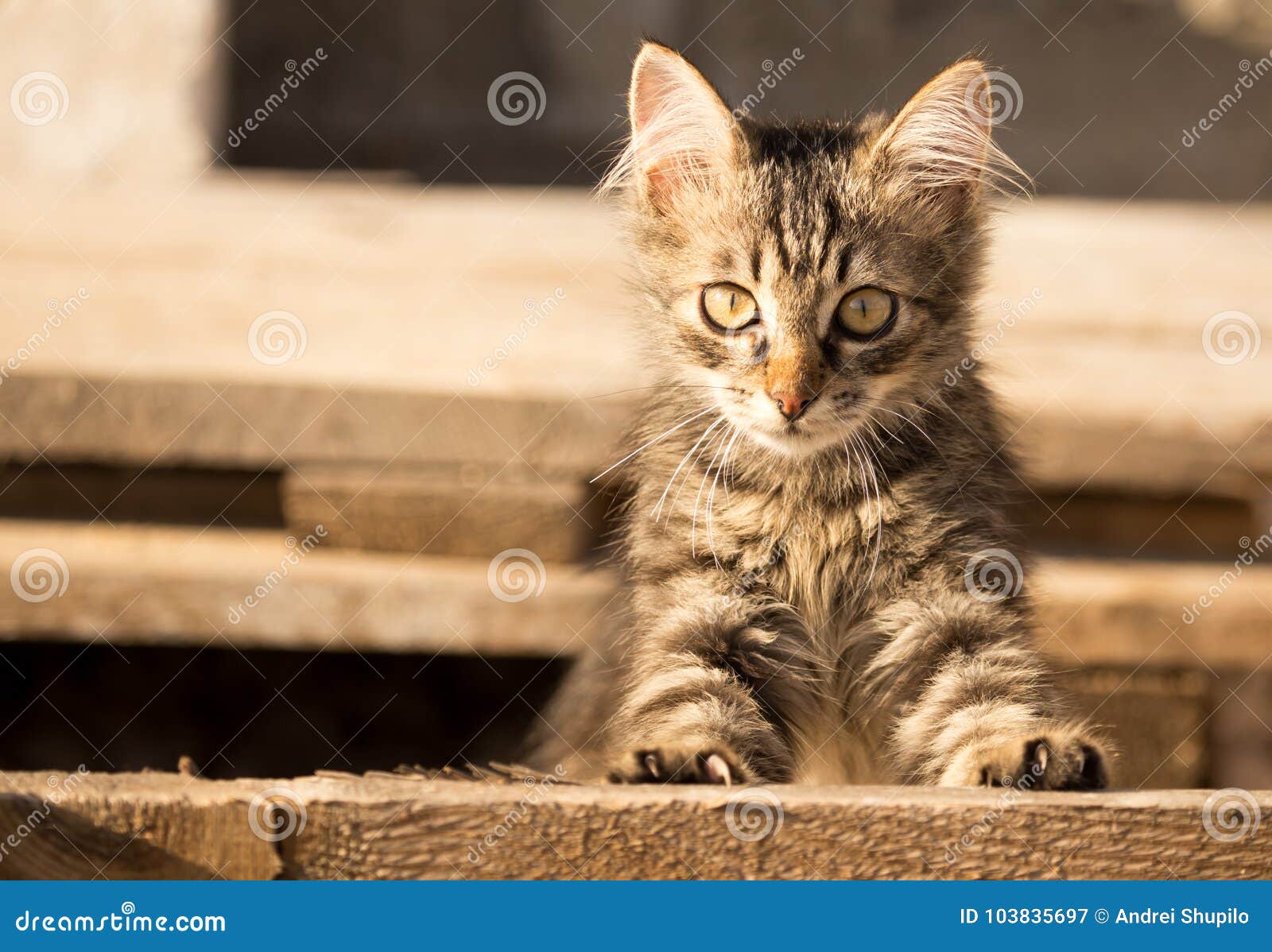 The Cat is Walking on the Construction Site Stock Image - Image of ...