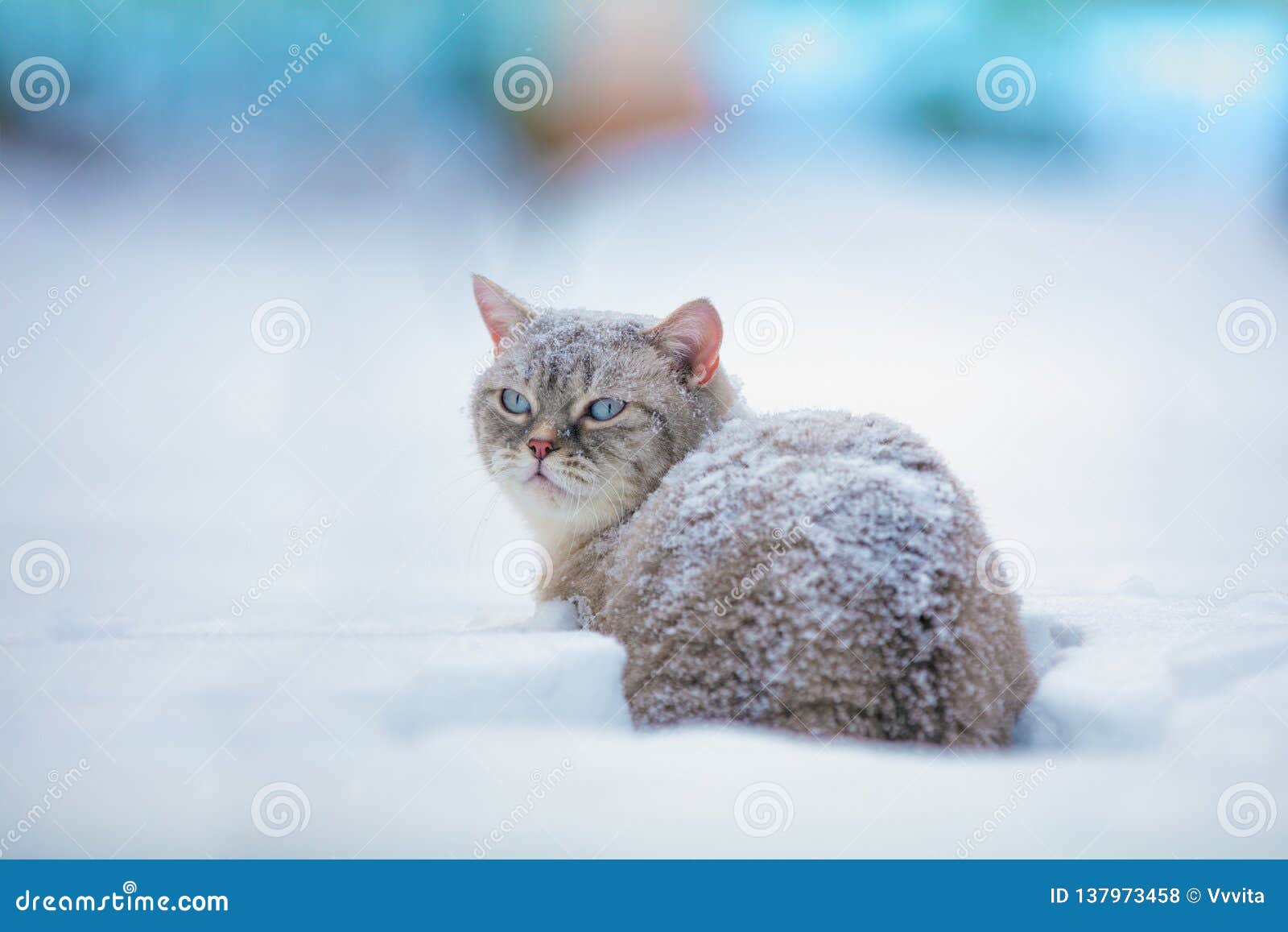 Cat walking in a deep snow stock photo. Image of cool - 137973458