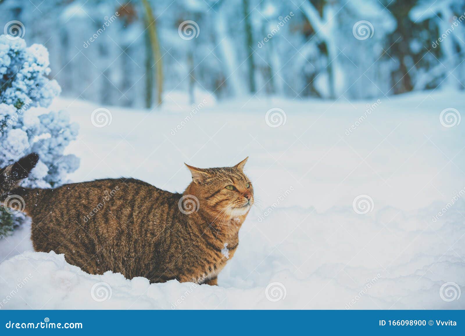 A Cat Walking on the Deep Snow Stock Photo - Image of funny, season ...