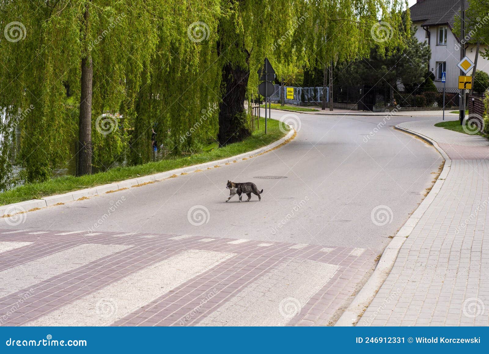 Cat Walking Down the Empty Road on a Sunny Summer Day at High Noon. Cat ...