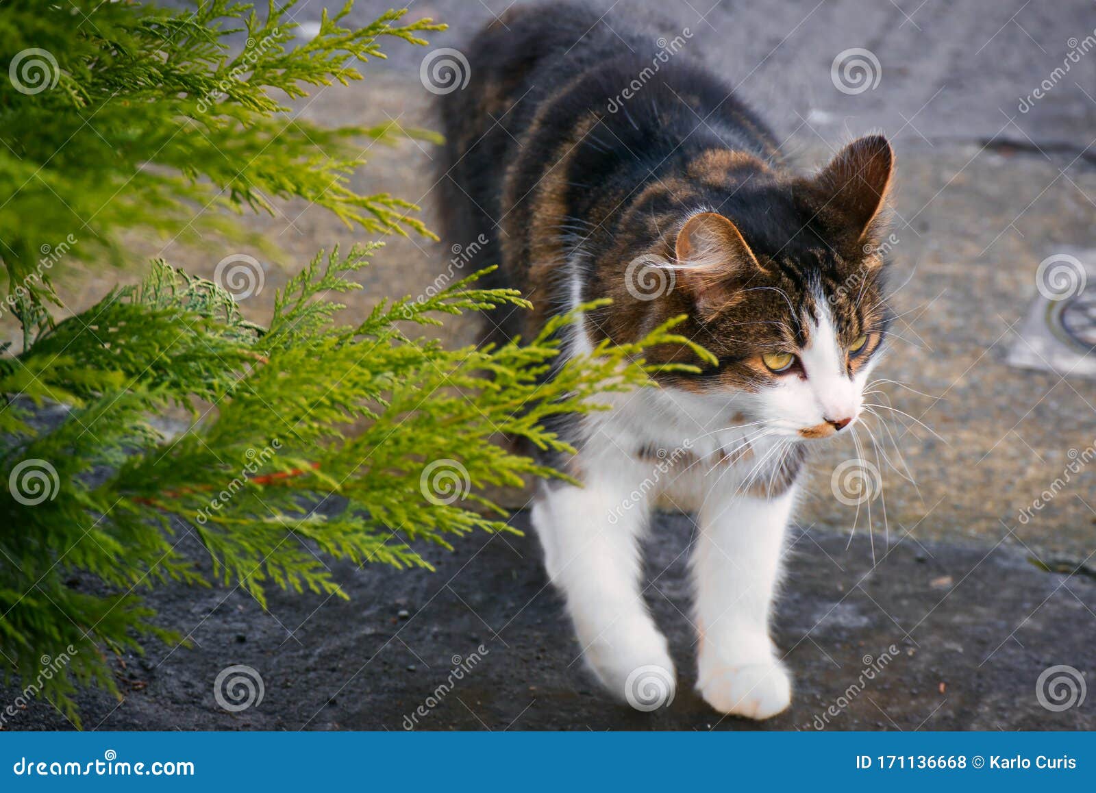 Cat Walking Down the Road by the Green Bush Stock Photo - Image of bush ...