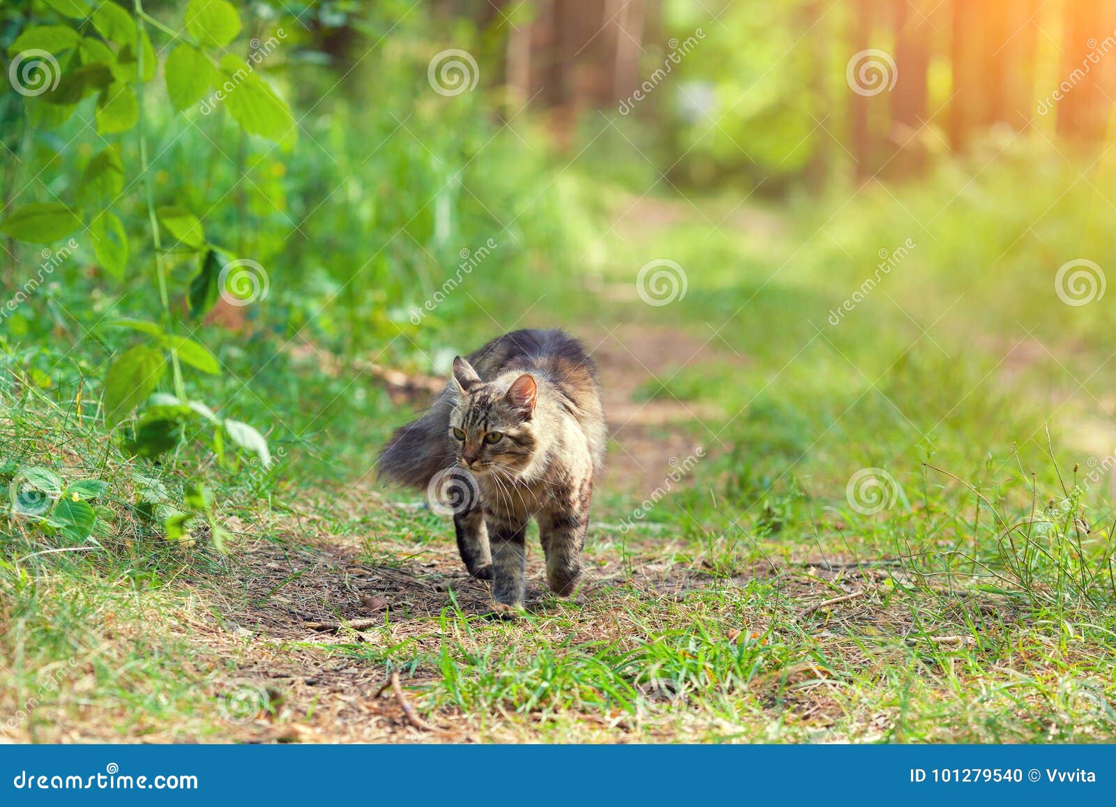 Cat walking in the forest stock photo. Image of sitting - 101279540