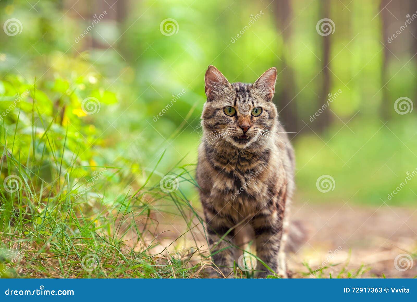 Cat walking in the forest stock image. Image of homeless - 72917363