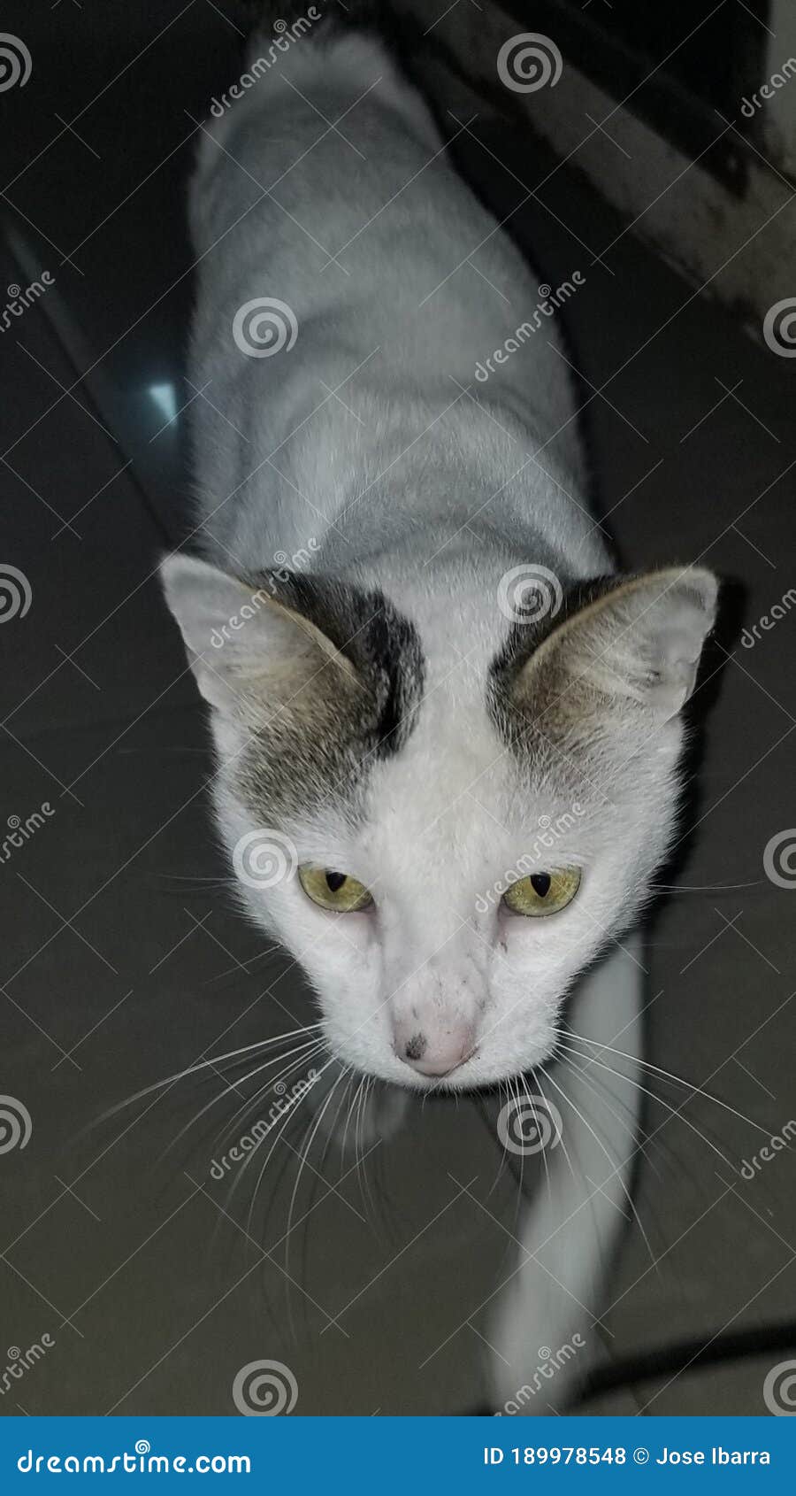 Cat walking forward stock photo. Image of mammal, skin - 189978548