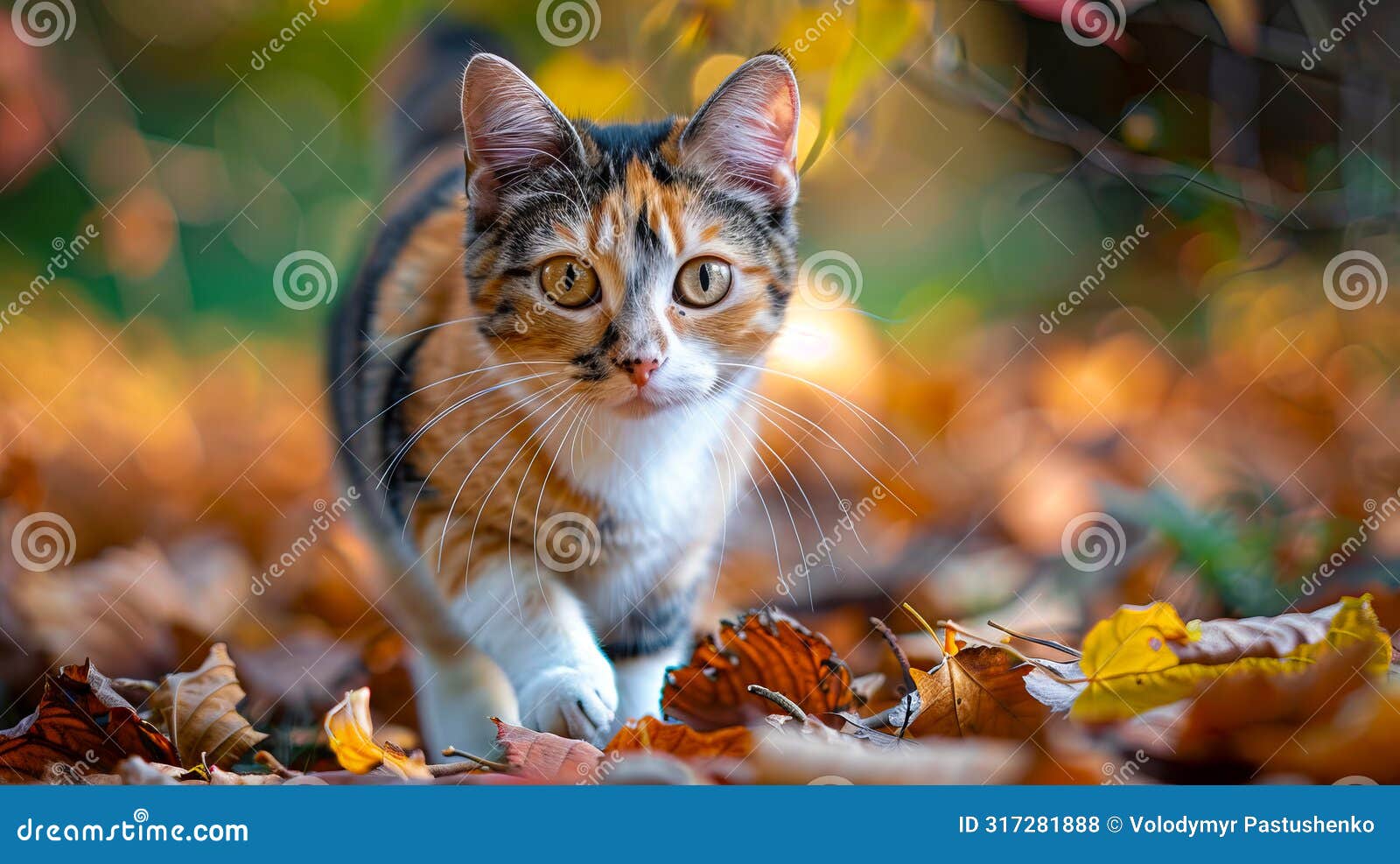 A Cat Walking through the Leaves in the Fall Stock Photo - Image of ...