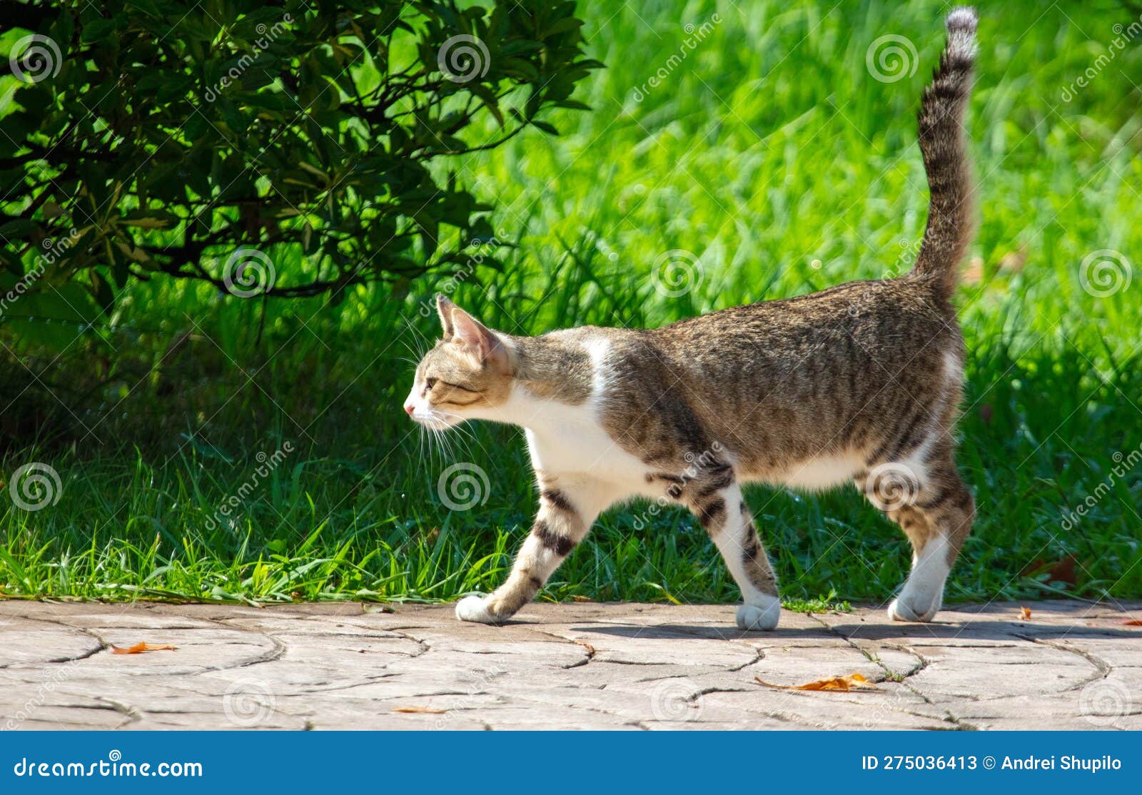 The Cat is Walking on the Pavement in the Park. Stock Image - Image of ...