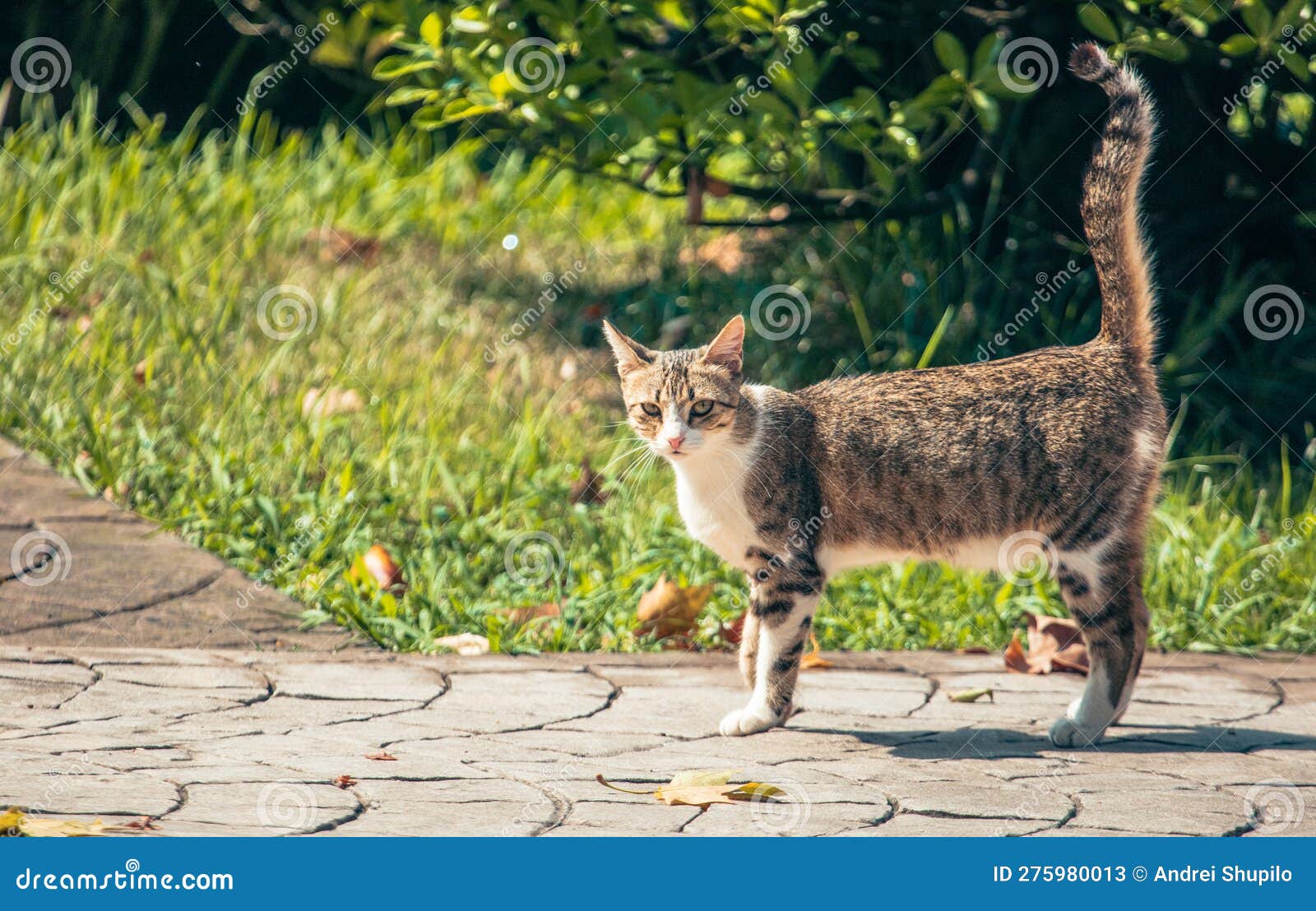 The Cat is Walking on the Pavement in the Park. Stock Image - Image of ...