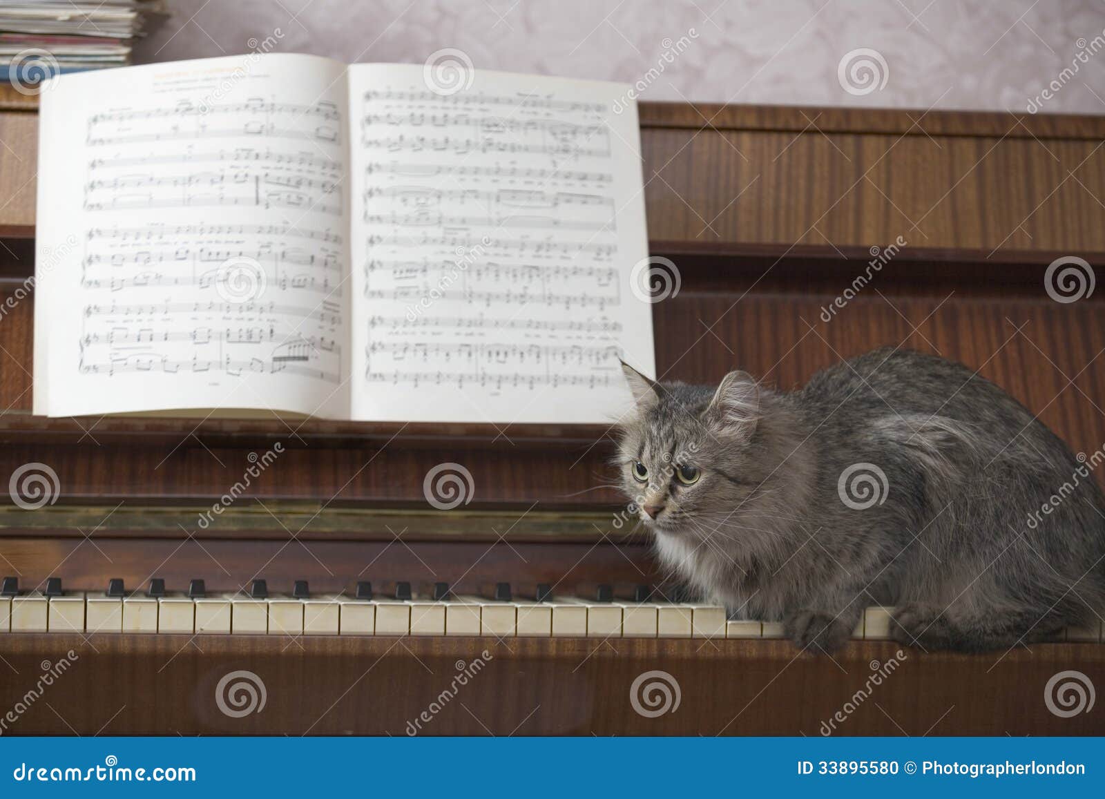 117 Cat Music Notes Stock Photos - Free & Royalty-Free Stock Photos ...
