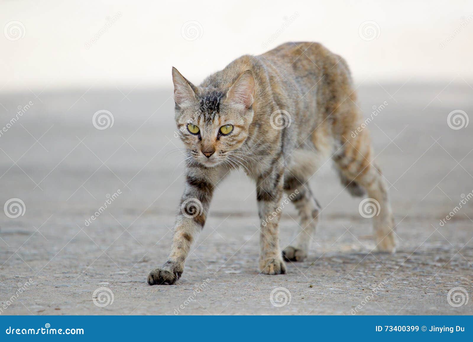 Cute Cat walking on street stock image. Image of animals - 73400399