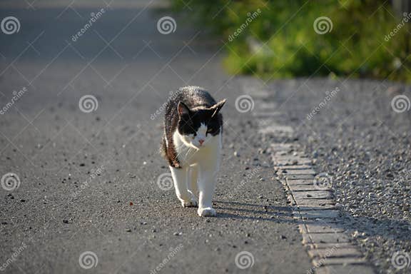 The Cat is Walking on the Road Stock Image - Image of black, domestic ...