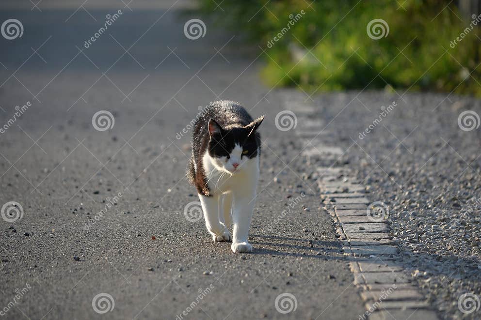 The Cat is Walking on the Road Stock Image - Image of black, domestic ...