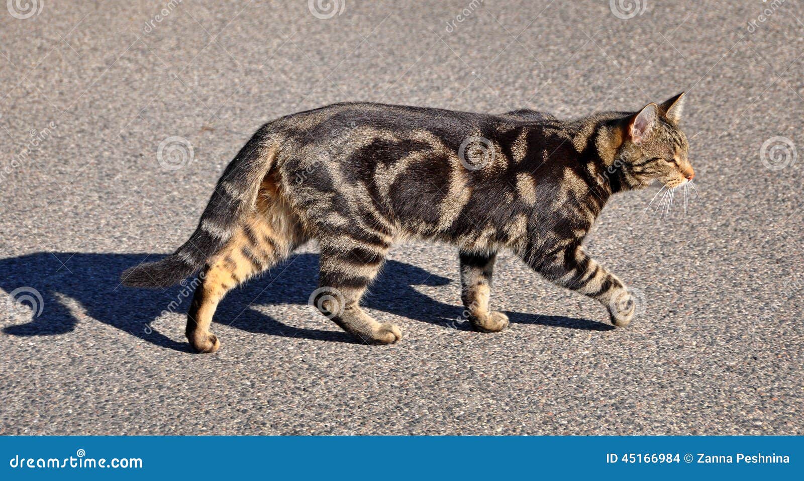 Cat walking on the road stock photo. Image of outdoor - 45166984