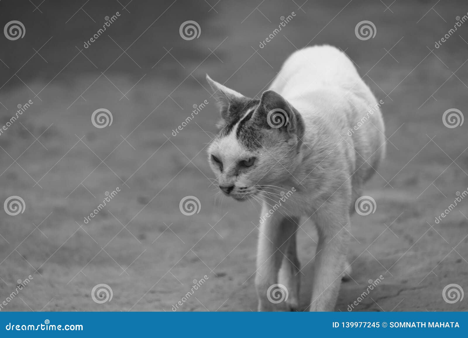 A Cat is Walking on a Rural Path Stock Image - Image of domestic, side ...