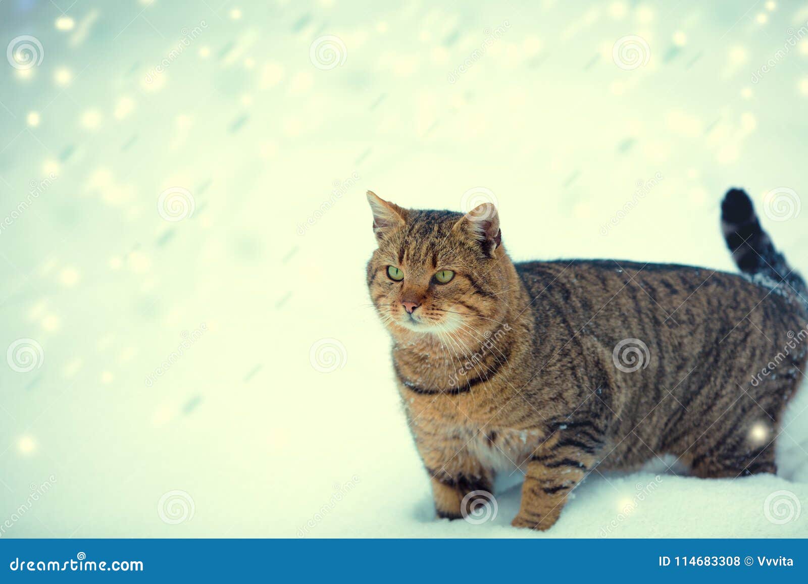 Cat walking in the snow stock photo. Image of nature - 114683308